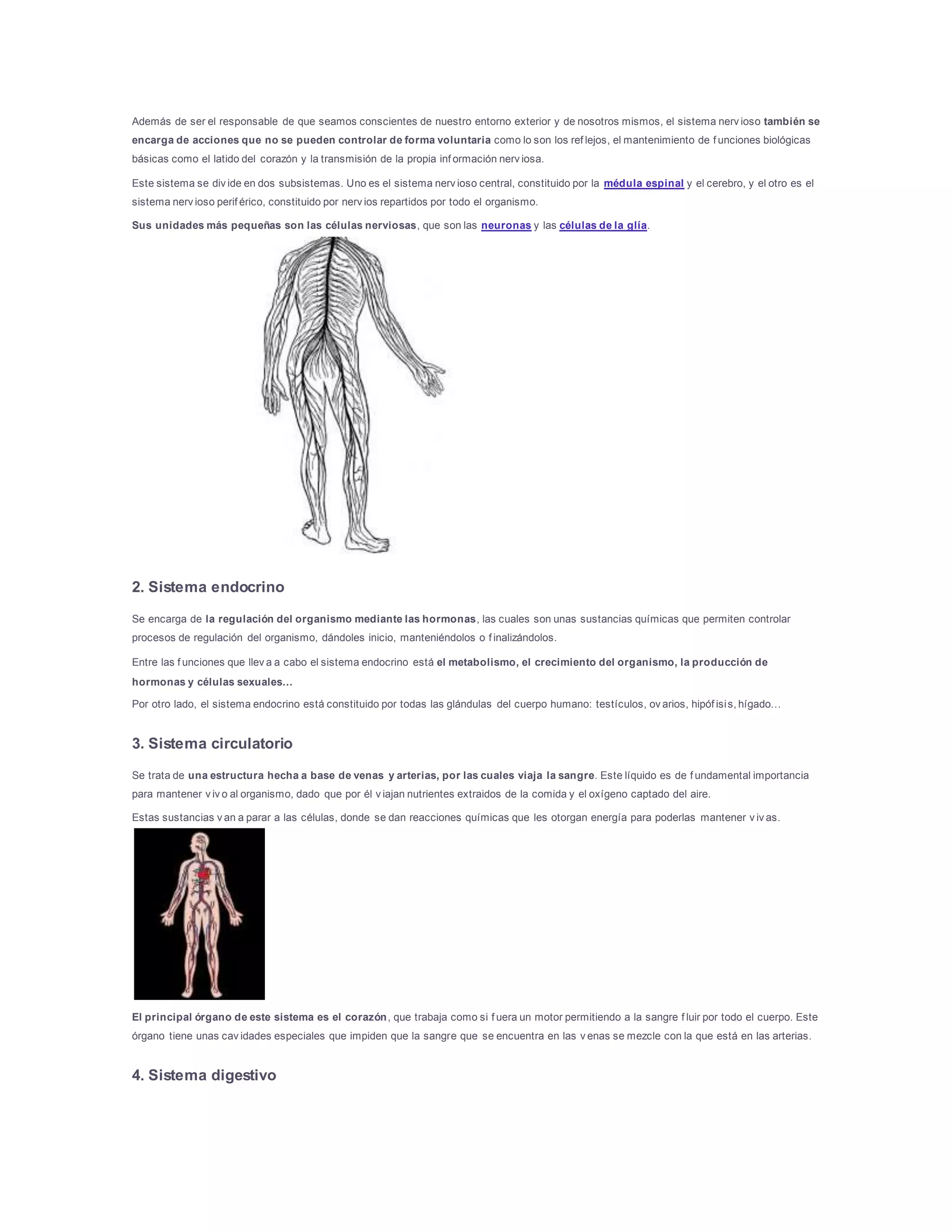 Los sistemas del cuerpo humano | PDF