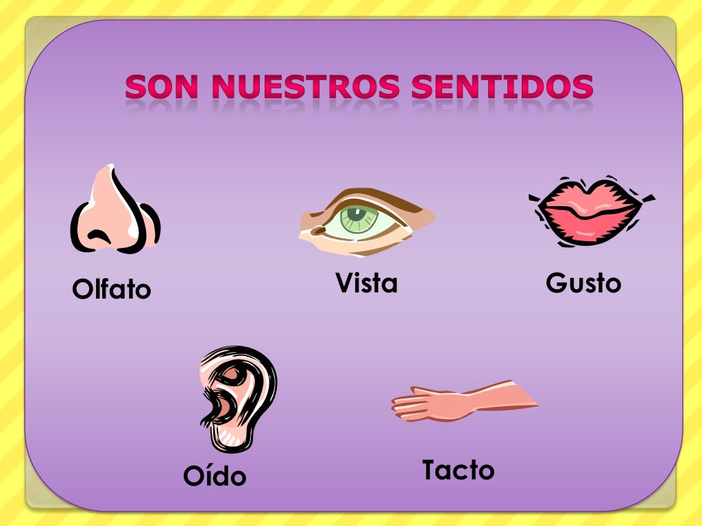 Los 5 sentidos