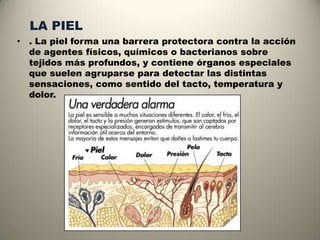 Los 5 sentidos | PPTX