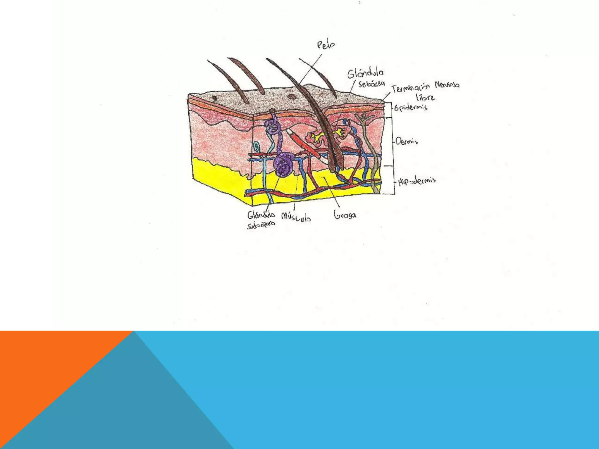 Los 5 sentidos del cuerpo humano | PPTX