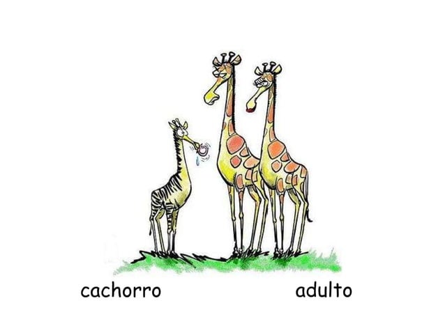 Los adjetivos calificativos (animales) | PPT