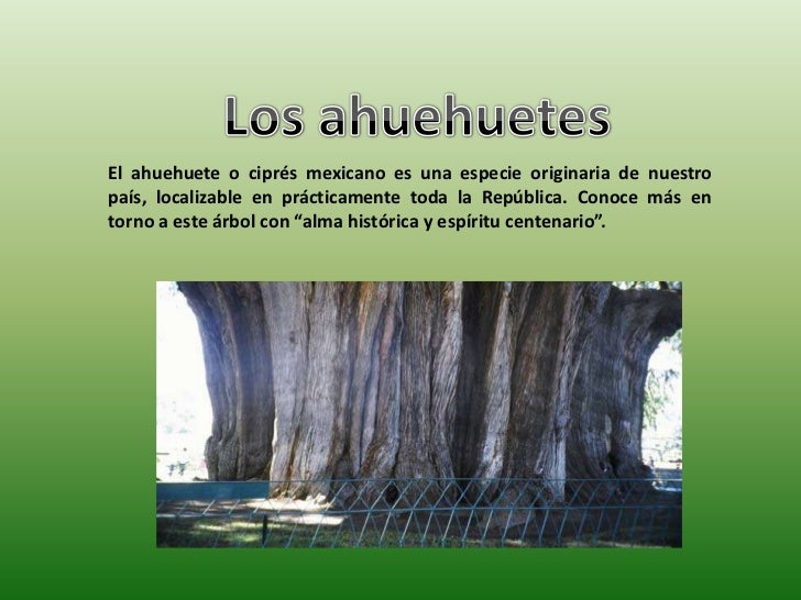 Ciclo de vida del ahuehuete - Imagui