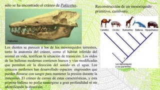 Los Ancestros De Las Ballenas Ppt Descarga Gratuita