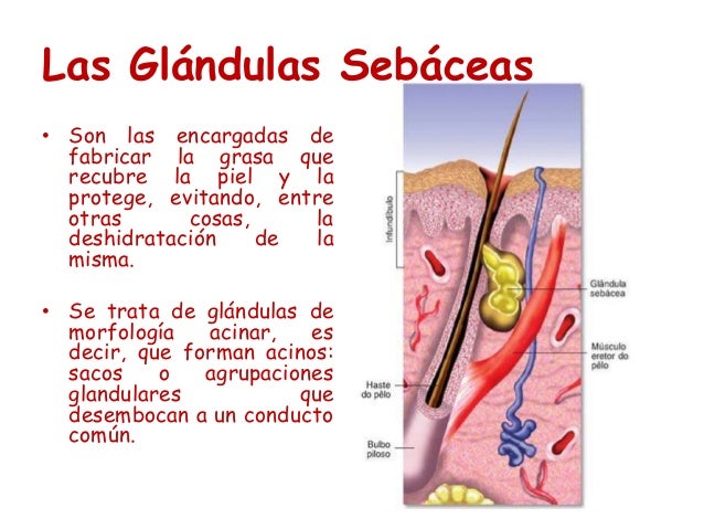 Los Anexos de la Piel Conferencia Medicina Estetica