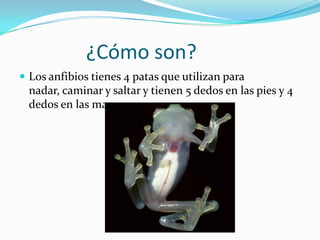 Los Anfibios | PPTX