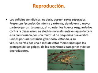 Los anfibios | PPTX