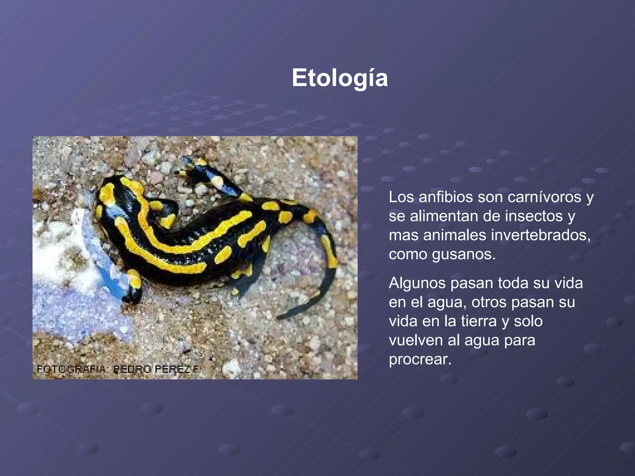 Los anfibios | PPT