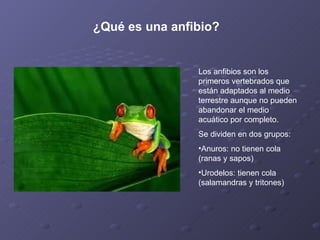 Los anfibios | PPT
