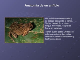 Los anfibios | PPT