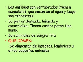 Los anfibios | PPT
