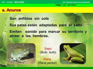 Los anfibios | PPT