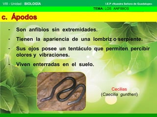 Los anfibios | PPT