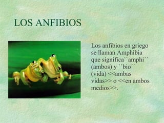 Los anfibios paula y laura | PPT