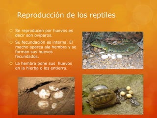 Los anfibios y reptiles | PPTX