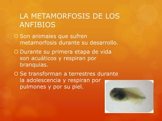 Los anfibios y reptiles | PPTX