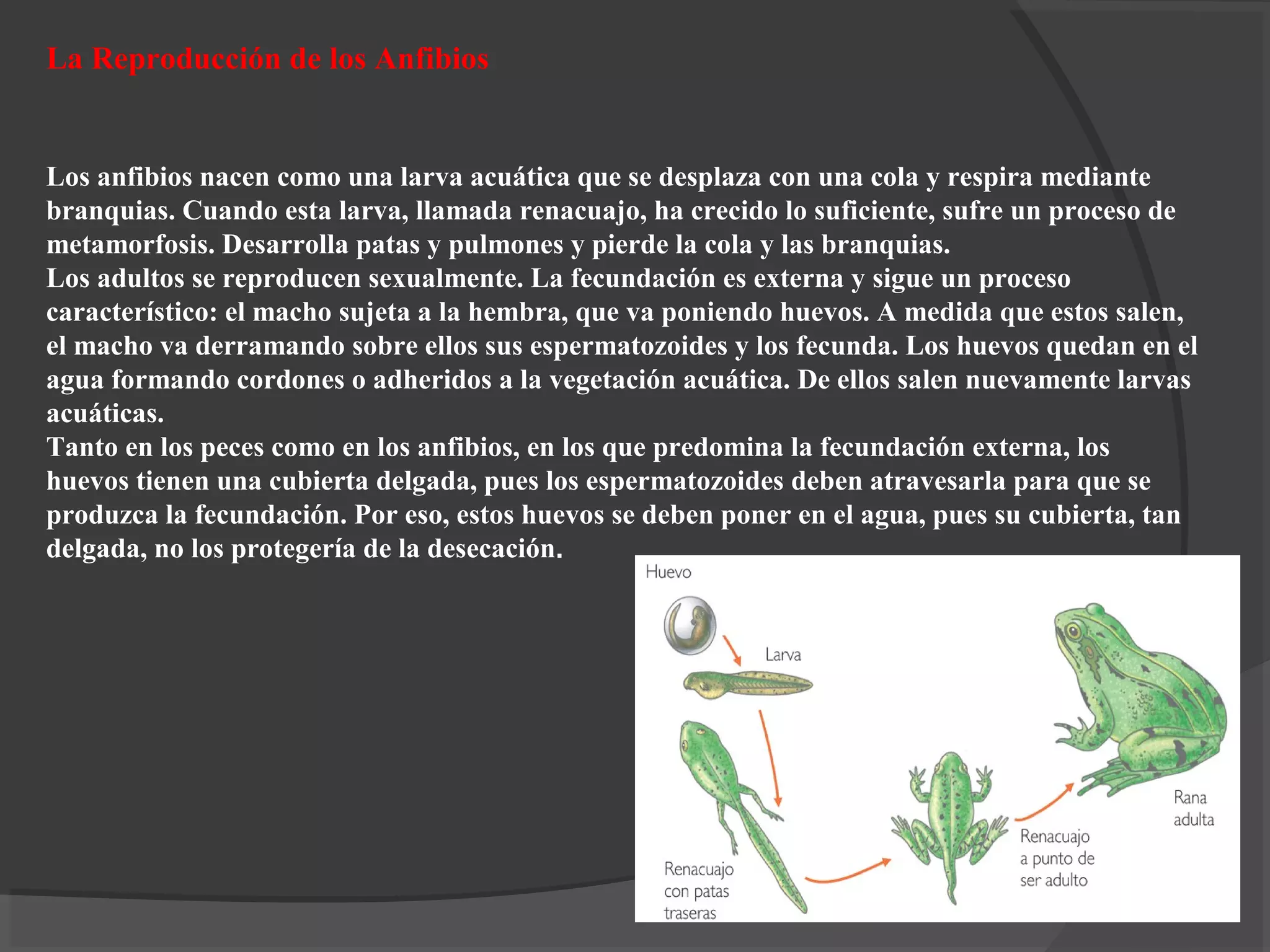 Los anfibios y reptiles | PPT