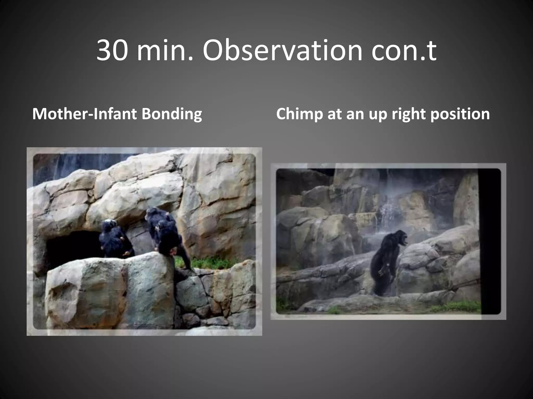 Los Angeles Zoo Project (Anthropology 101) | PPTX