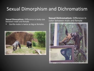 Los Angeles Zoo Project (Anthropology 101) | PPTX