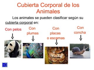 Los Animales | PPS