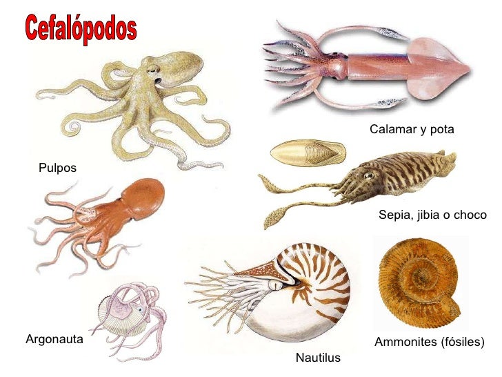 Mundo Animal