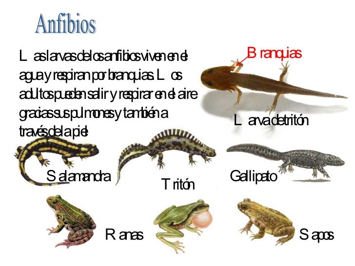 Animales anfibios - Imagui