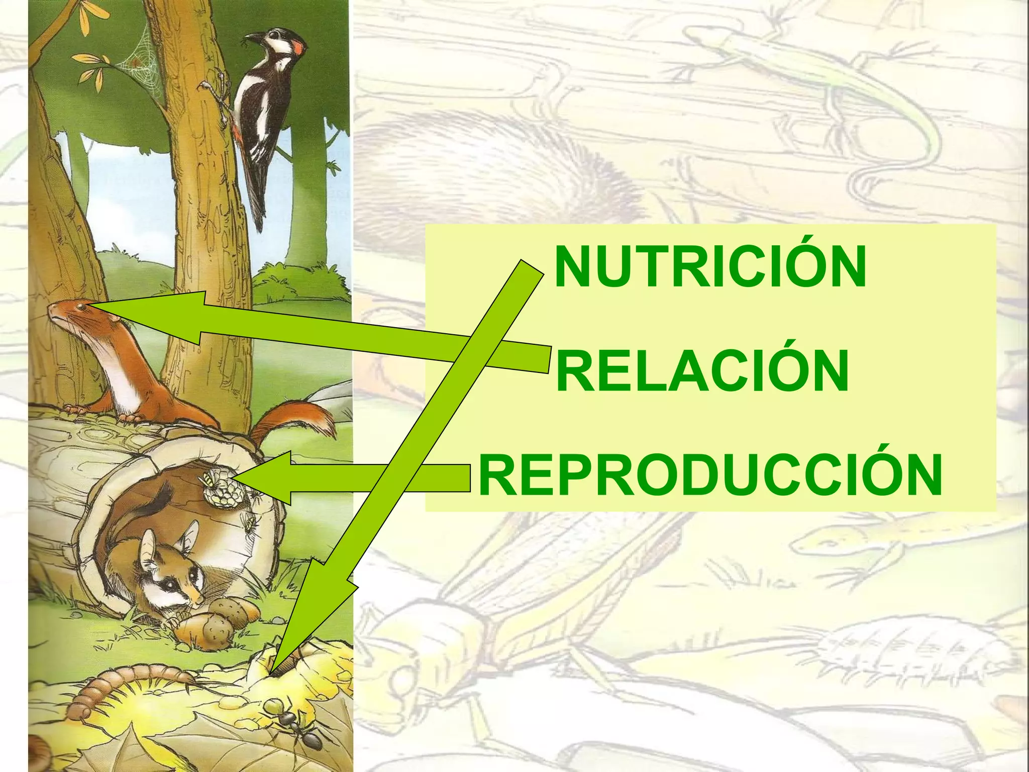 Los animales | PPT