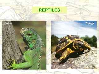Los animales | PPS