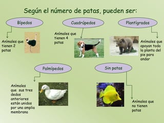 Los animales | PPTX