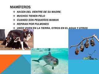 Los animales. 4º primaria. vertebrados | PPTX