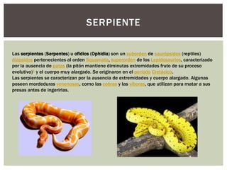 Los animales | PPTX