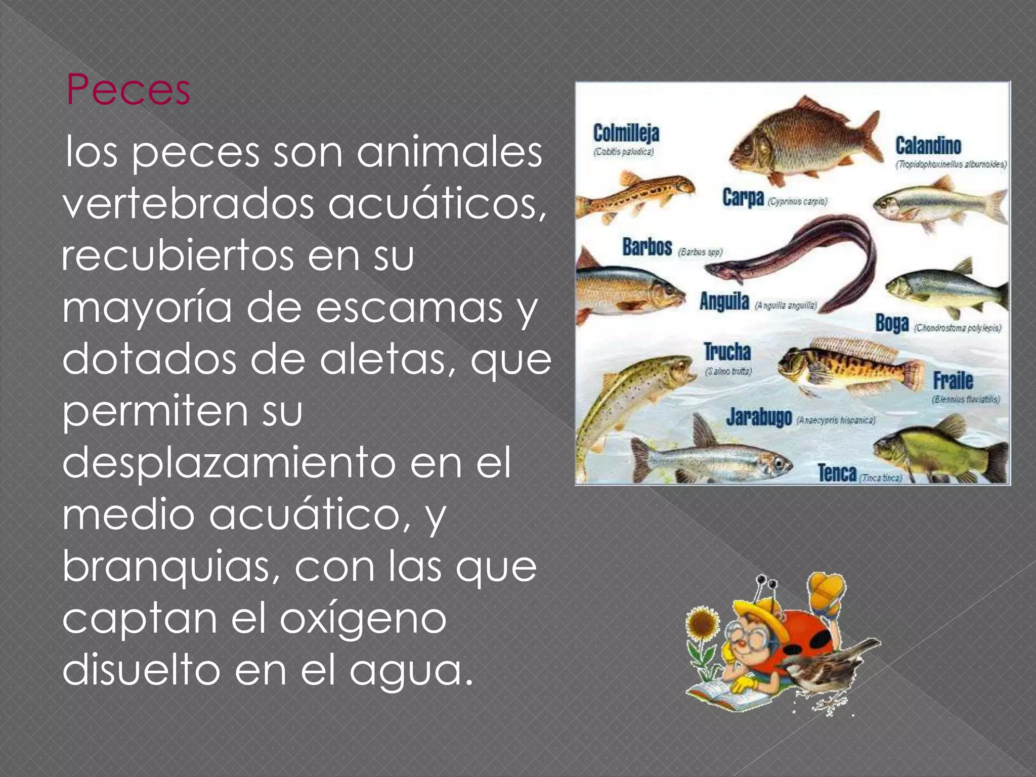 Los animales y su clasificacion | PPT