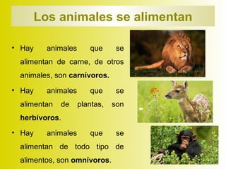 Los animales | PPT