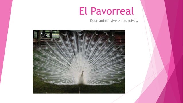 Los animales | PPT