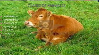 Los animales | PPT