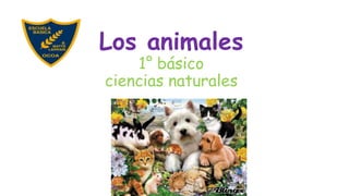 LOS ANIMALES 1 BASICO JUNIO.pptx