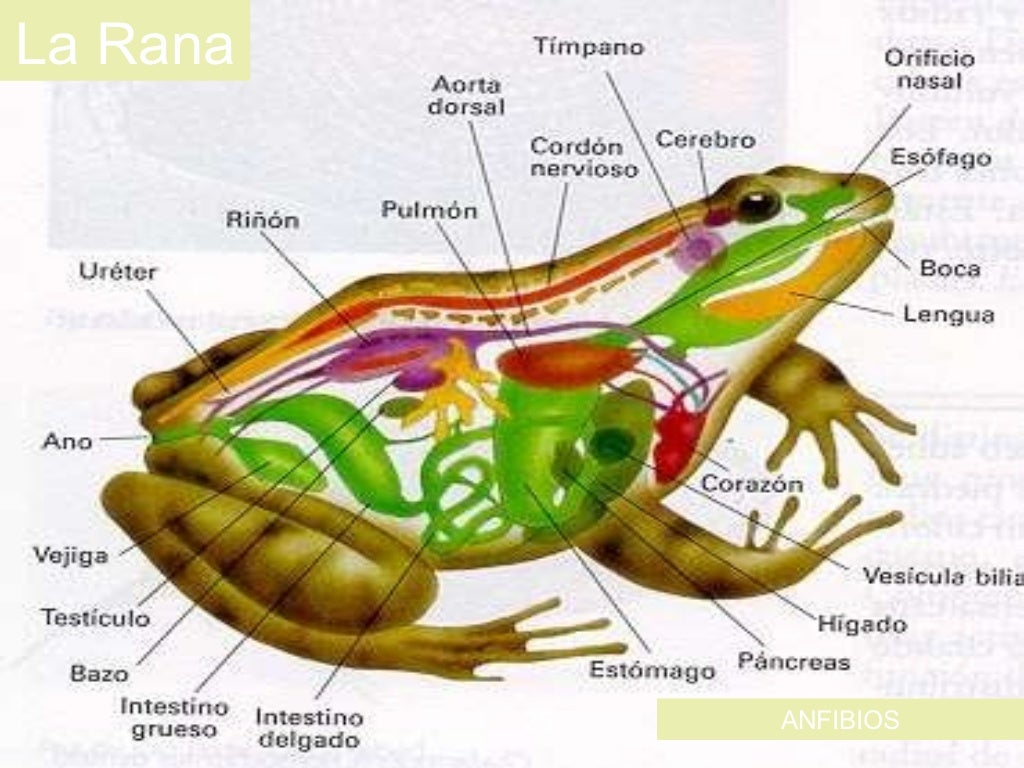 Los animales clasificación según su estructura. Primaria. IE N°1198.