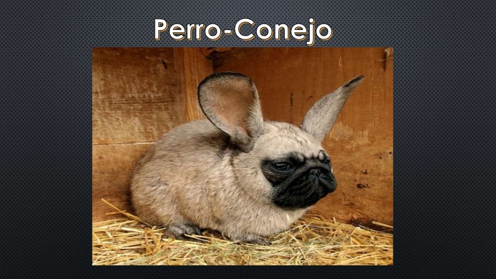 Los animales combinados