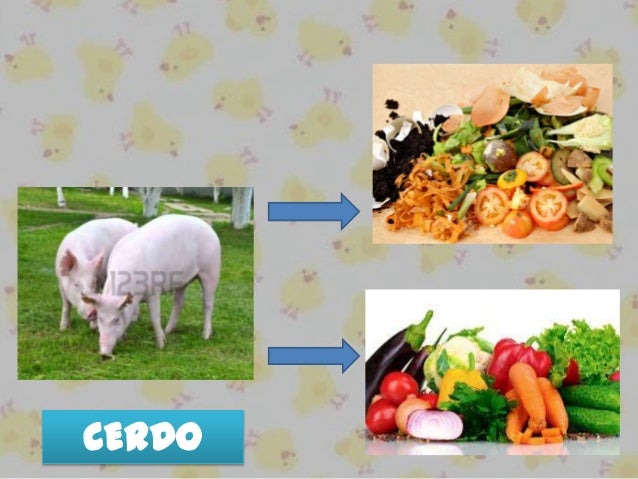 Qu Comen Los Animales