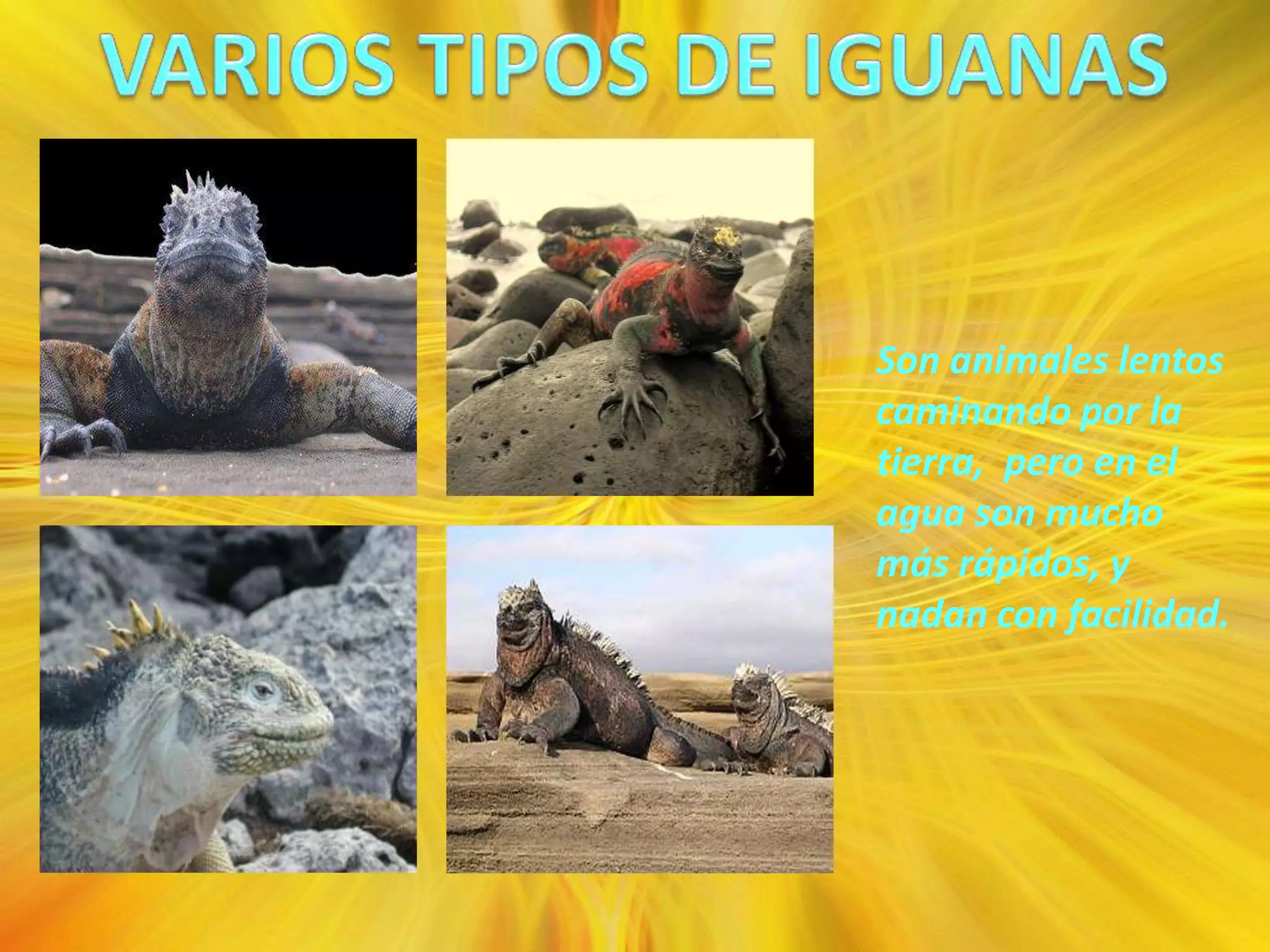 Los Animales De Las Galapagos | PPTX