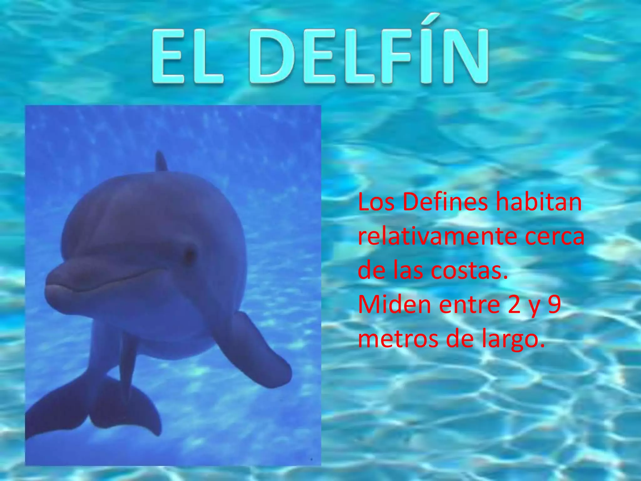 Los Animales De Las Galapagos | PPTX