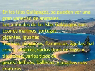 Los Animales De Las Galapagos | PPTX