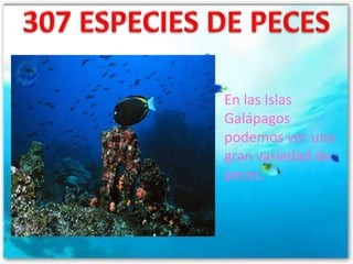 Los Animales De Las Galapagos | PPTX