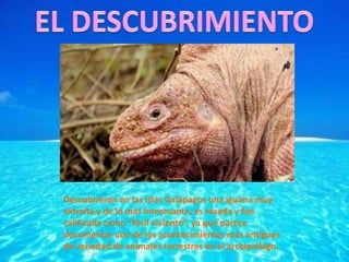 Los Animales De Las Galapagos | PPTX