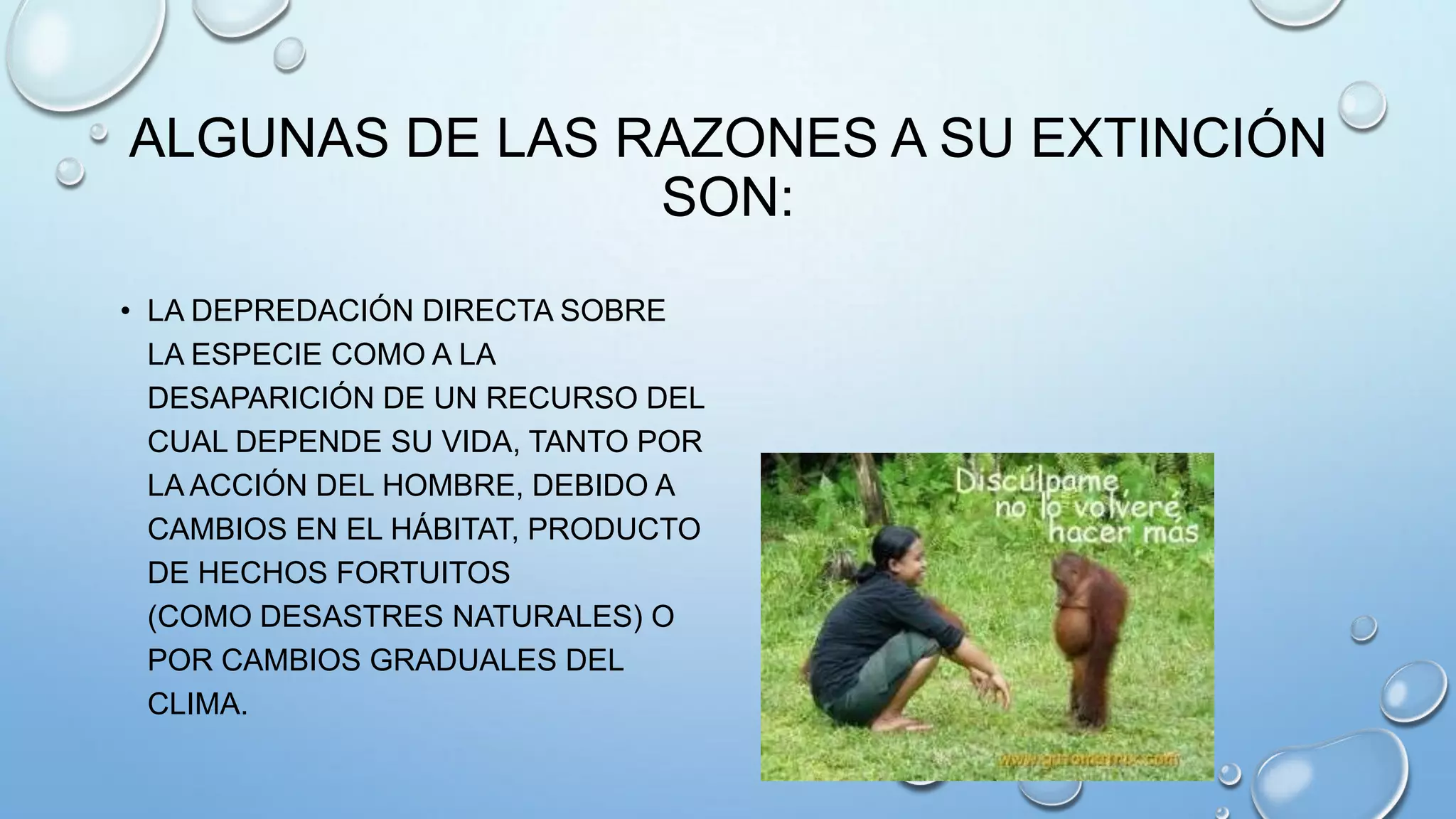 Los animales de México en peligro de extinción | PPTX | Reptiles | Pets