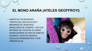 Los animales de México en peligro de extinción | PPTX