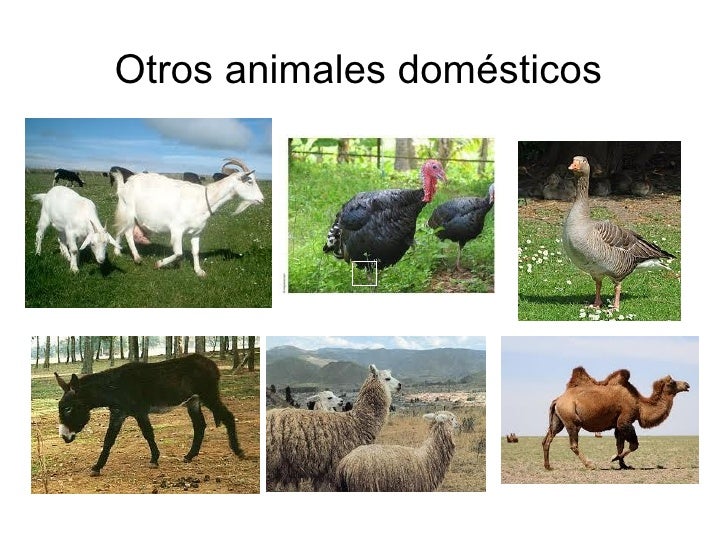 Los animales domésticos