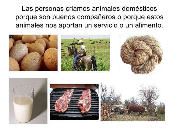 Los animales domésticos