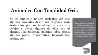 Los animales grises | PPTX