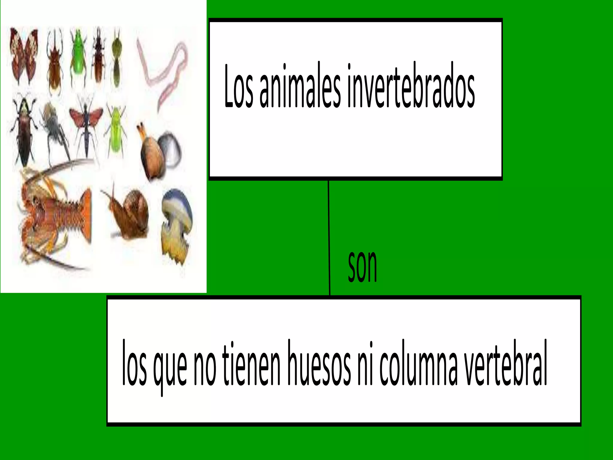 Los animales invertebrados | PPTX