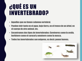 Los animales invertebrados | PPTX